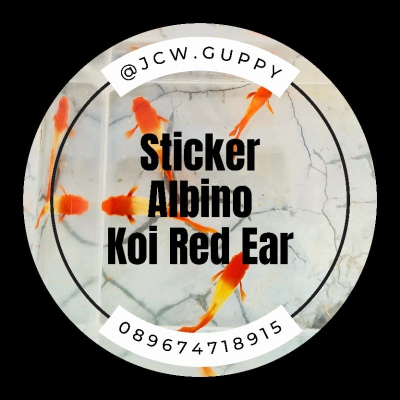 Jual STICKER ALBINO KOI RED EAR | Shopee Indonesia