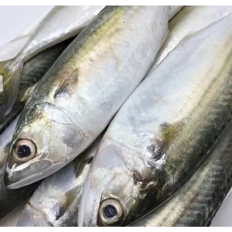 Jual Ikan Kembung Banjar Fresh Frozen 1Kg Hasil Tangkapan Nelayan ...