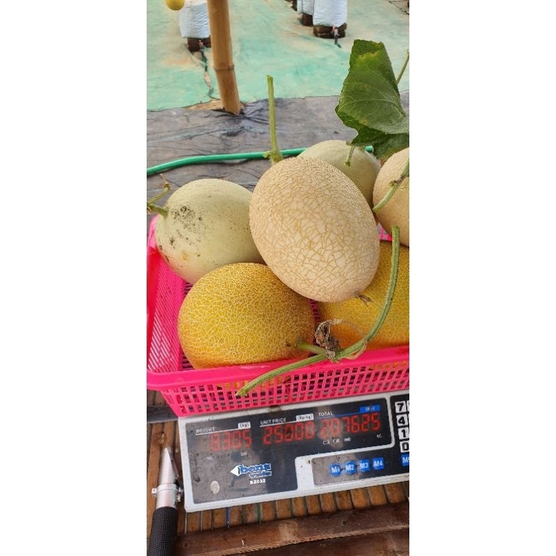 Jual Melon Sweet net / honey globe | Shopee Indonesia