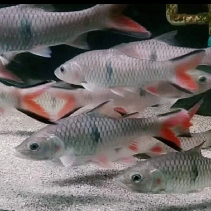 Jual Ikan Hampala 20-25 Cm Ikan Tankmate Arwana | Shopee Indonesia