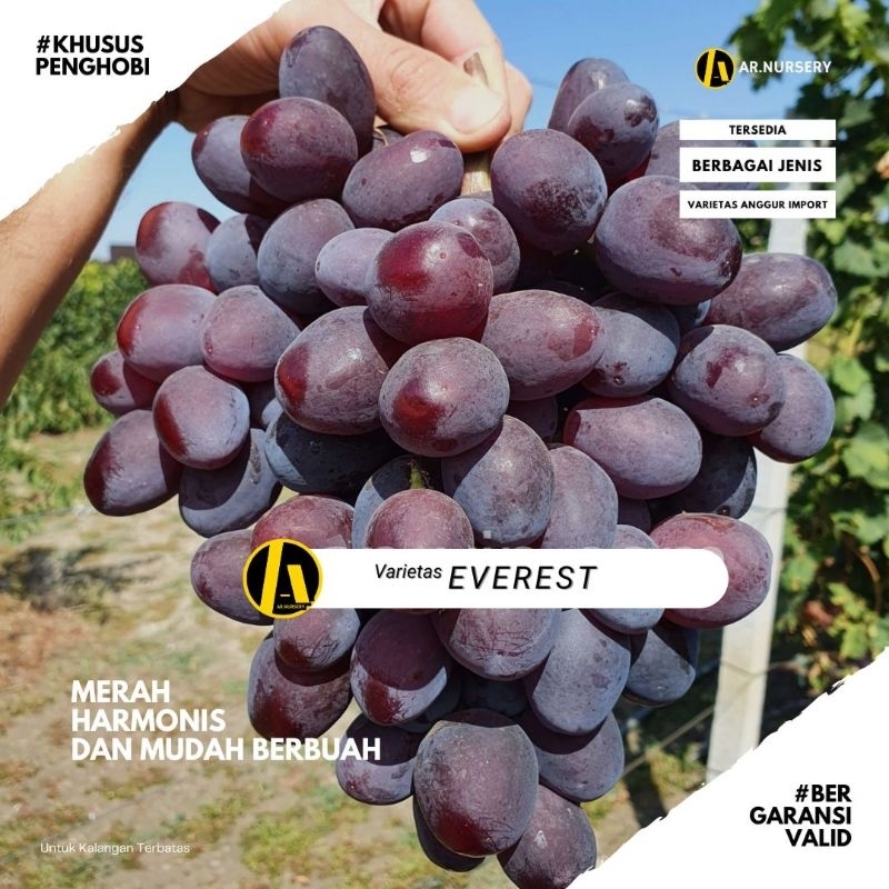 Jual Bibit Anggur Import Everest Garansi Valid 100% | Shopee Indonesia