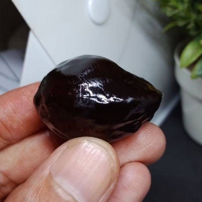 Jual Muncang Jayanti Semi Urgen ( ngambang ) | Shopee Indonesia