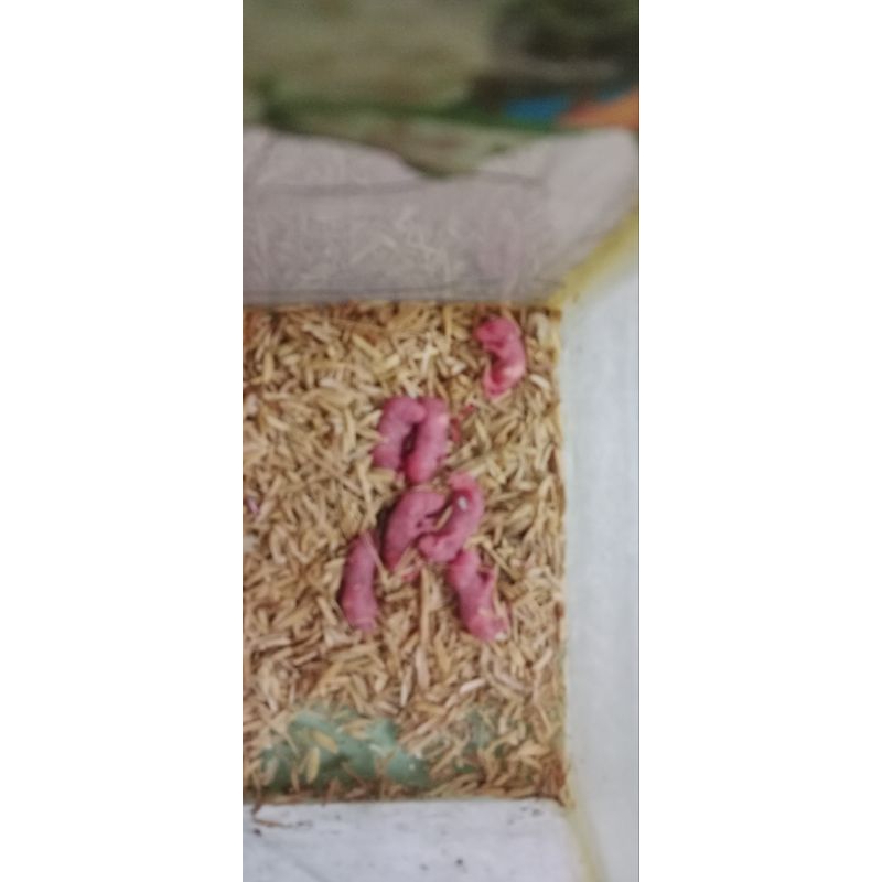Jual Pinkies Pingkis Bayi Mencit Tikus Putih Pakan Baby Reptil Hewan ...