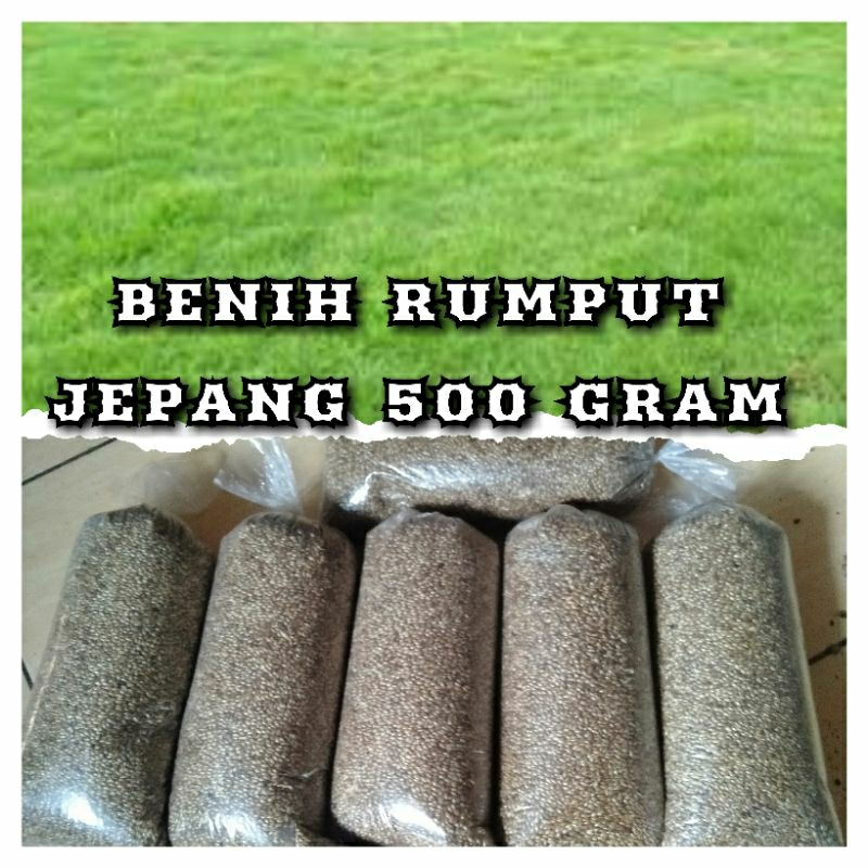 Jual benih Rumput jepang 500gram | Shopee Indonesia