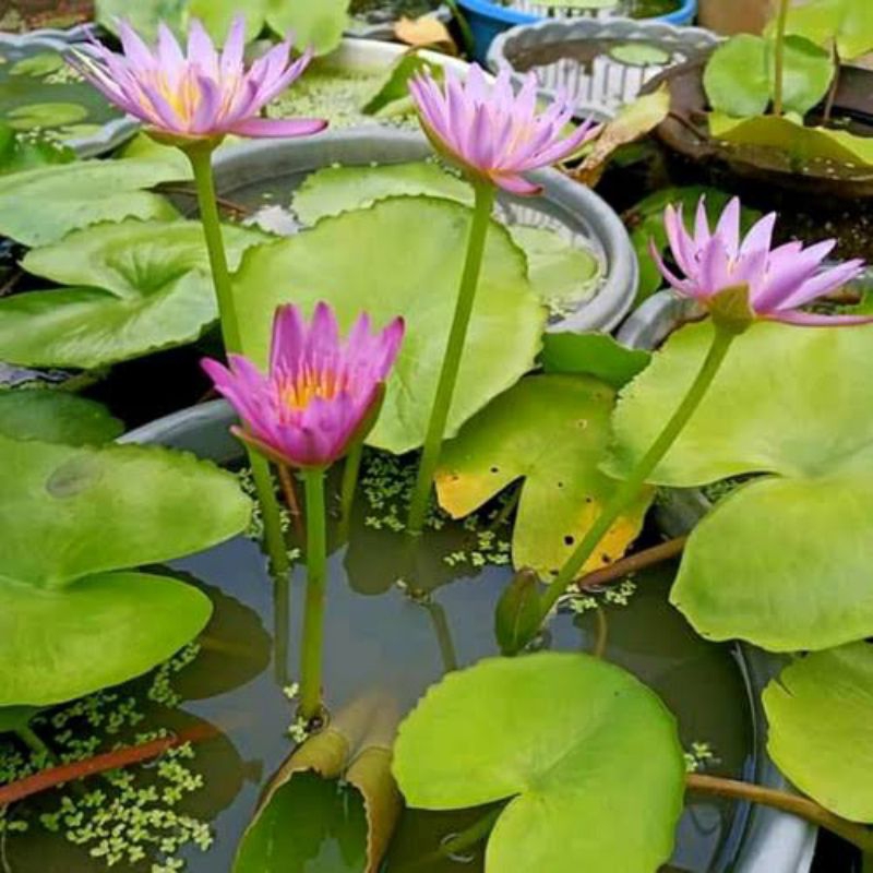 Jual Bibit tanaman air bunga teratai mini segar siap tanam | Shopee ...