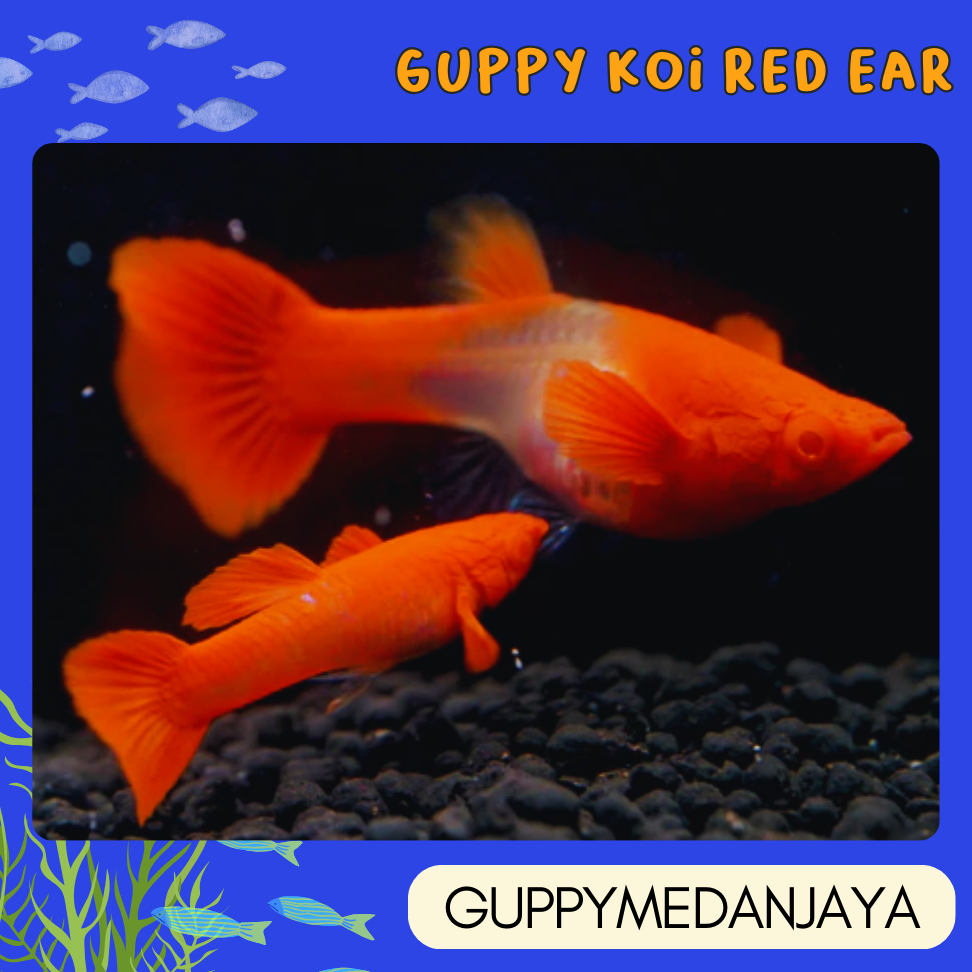 Jual ikan hias GUPPY ALBINO KOI RED EAR - SUPER RARE STOCK | Shopee Indonesia