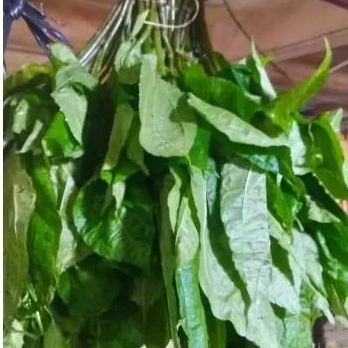 Jual Daun pohpohan 1ikat | Shopee Indonesia