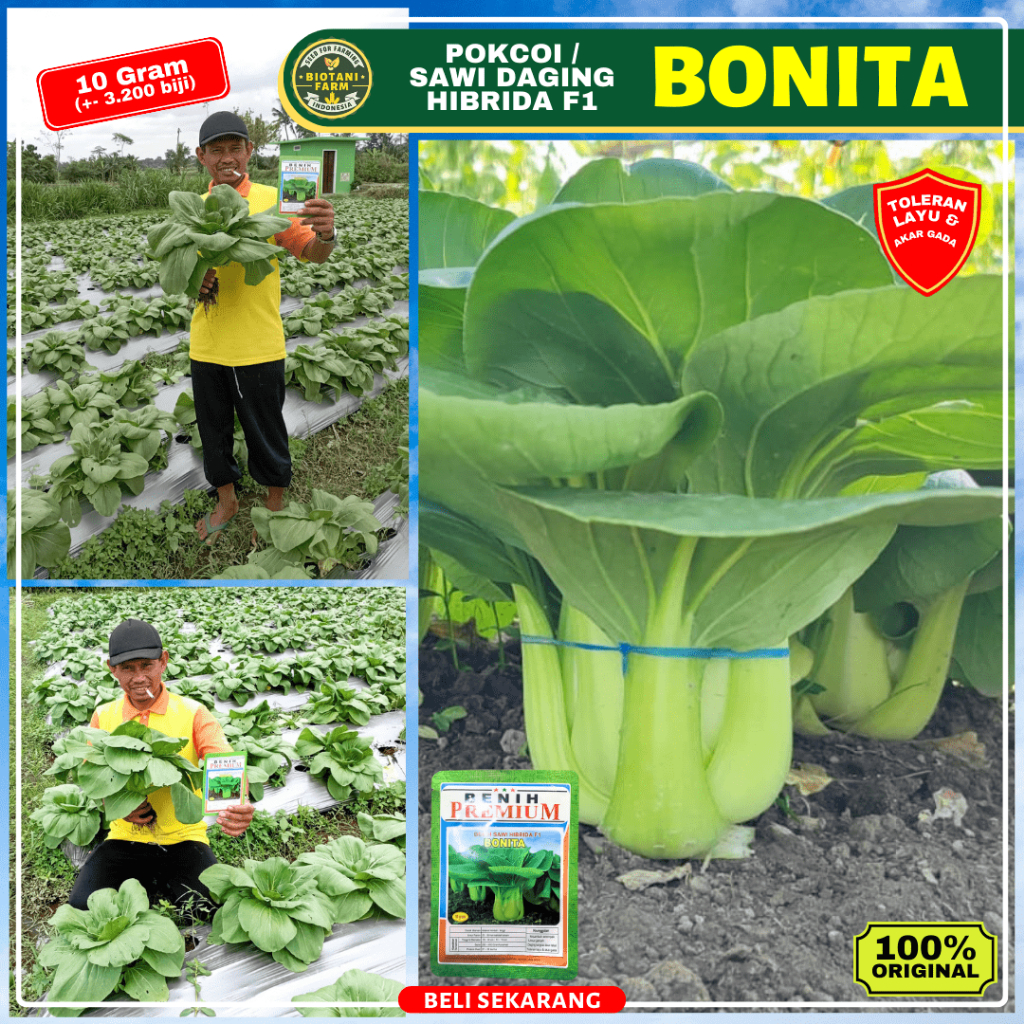Jual [100% ORI] Benih Pokcoi, Sawi Sendok, Pakchoy, Sawi Daging BONITA ...