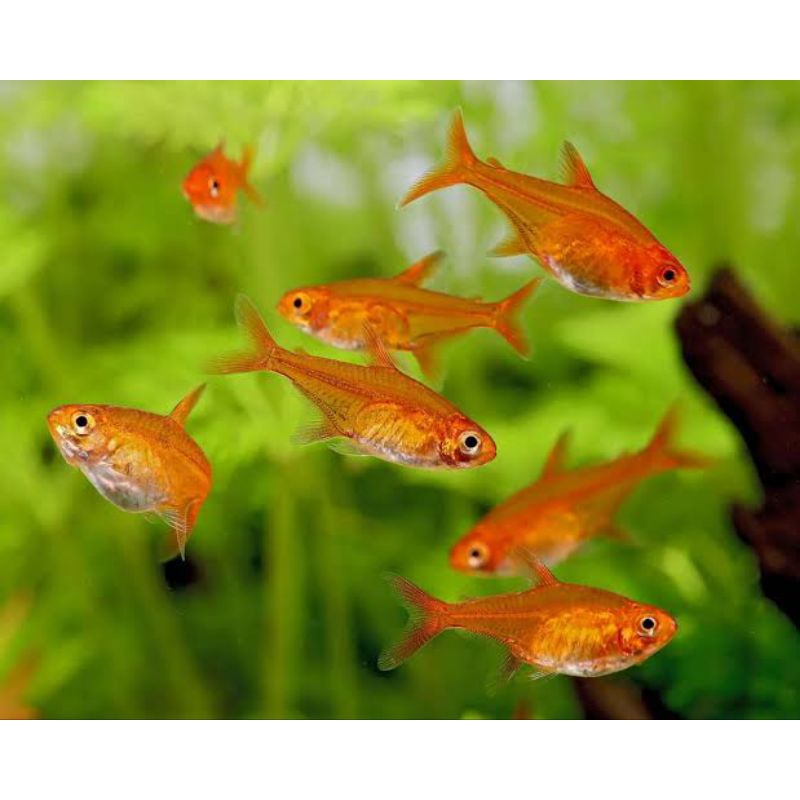 Jual AMANDAE ikan Aquascape size 1.5cm isi 5/10 ekor KHUSUS INSTANT ...