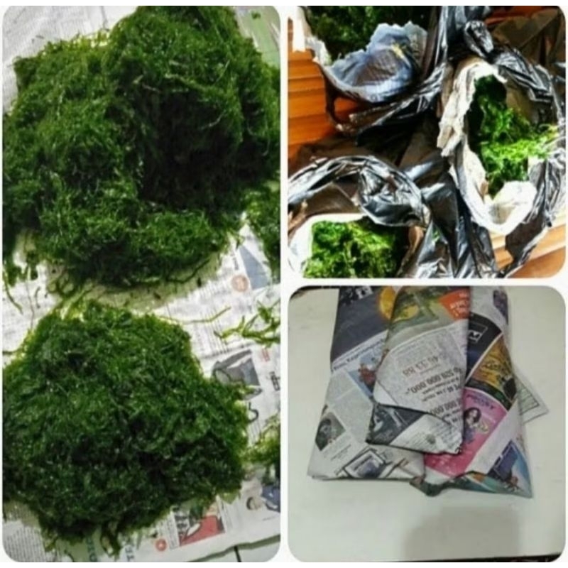 Jual LUMUT UMPAN IKAN BARONANG - 1 Kilogram | Shopee Indonesia