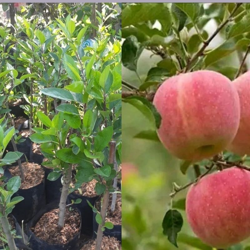 Jual Bibit Tanaman Buah Apel Ana Hasil Stek Batang Pohon Atau Cangkok ...