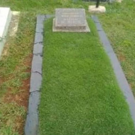 Jual DIARY PETANI - Paket Rumput Jepang Untuk 1 Makam Tanpa Nisan Siap ...