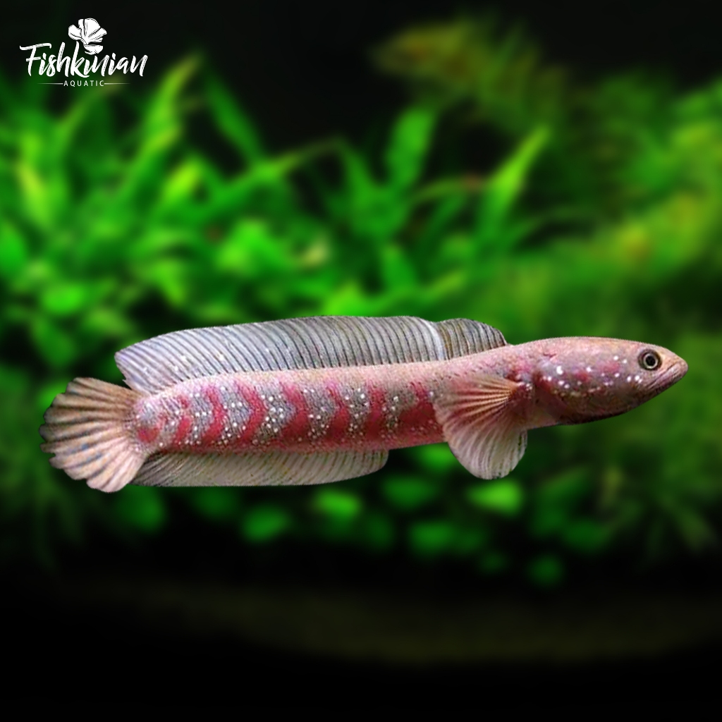 Jual Ikan Channa Asiatica RS GRADE A | Shopee Indonesia