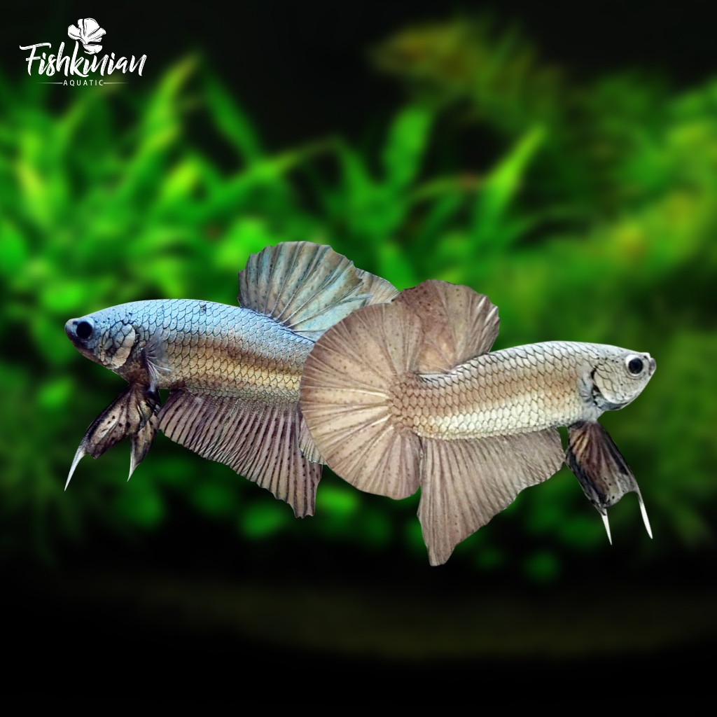 Jual Ikan Cupang Plakat (PK) Copper GRADE A | Shopee Indonesia