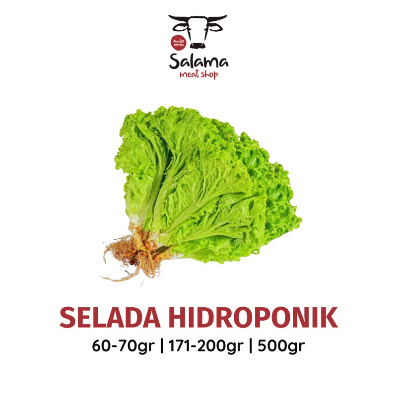 Jual Selada Salama (1pack) Kemasan Ekonomis | Shopee Indonesia