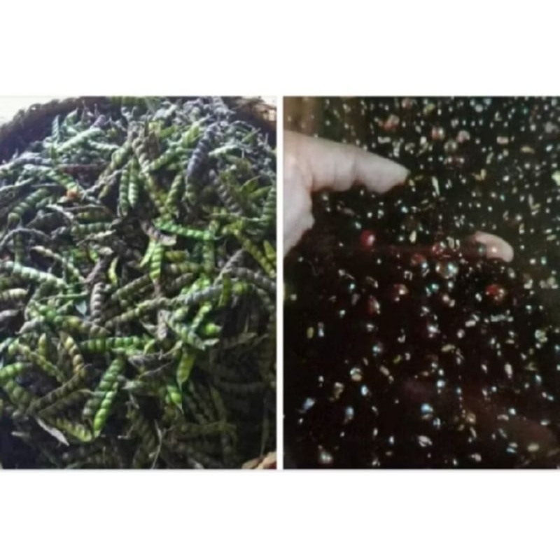 Jual KACANG GUDE/UNDIS KERING 200g | Shopee Indonesia