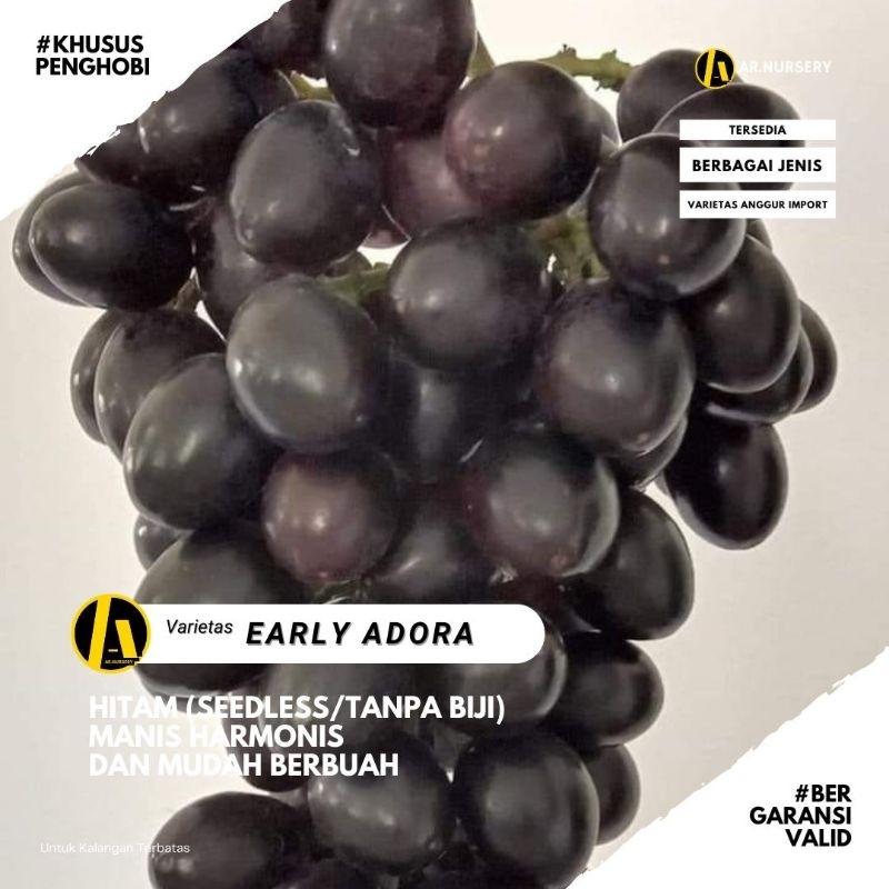 Jual Bibit Anggur Early Adora (Seedless/tanpa biji) | Shopee Indonesia