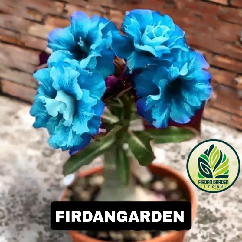 Jual TERMURAH TANAMAN HIAS ADENIUM KAMBOJA JEPANG BUNGA TUMPUK WARNA ...