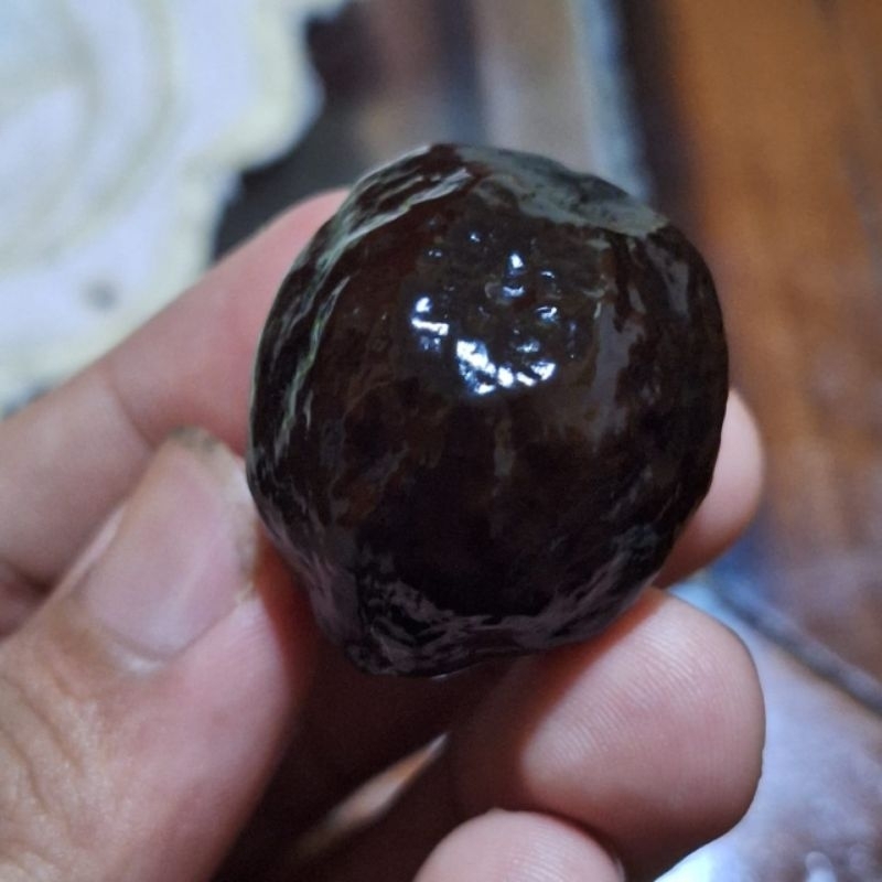 Jual MUNCANG ADU JENIS JALIM CP ORIGINAL | Shopee Indonesia