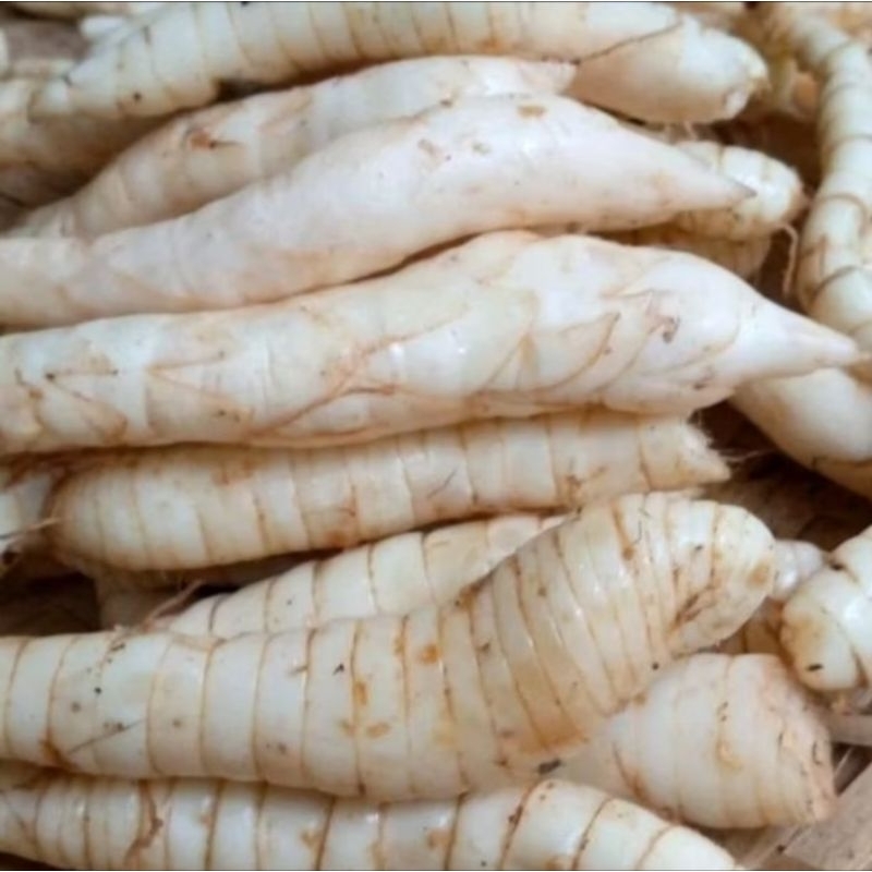 Jual umbi garut segar 1kg | Shopee Indonesia