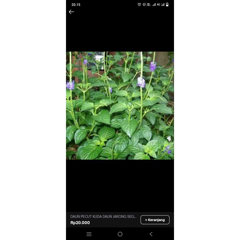 Jual Daun Pecut KUDA DAUN JARONG SEGAR 1kg | Shopee Indonesia