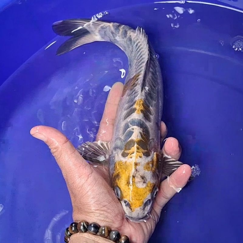 Jual Ikan Koi Blitar Jenis Kiko / Rumah Koi Jakarta / kode 0010 ...