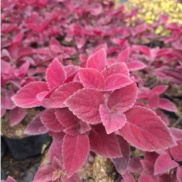 Jual Tanaman Miana Beauty Purple (Burgundy / dwarf coleus, flame nettle ...