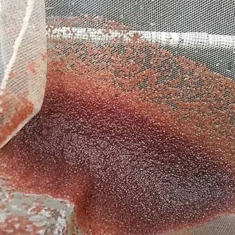 Jual Dapnia magna (kutu air raksasa) | Shopee Indonesia