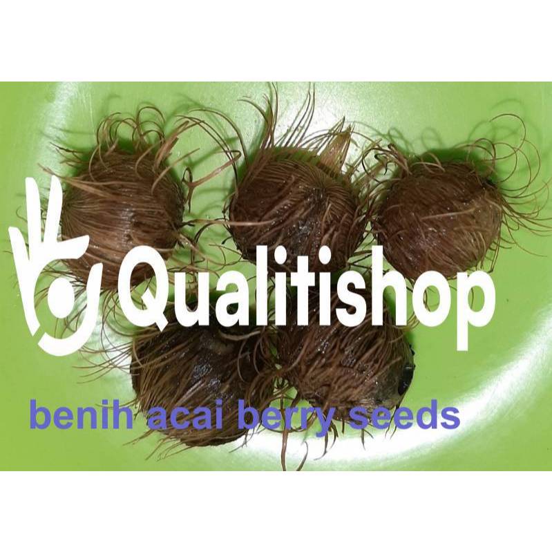 Jual Biji Benih Palem Acai Berry | Euterpe Oleracea Seeds Tipe Para ...