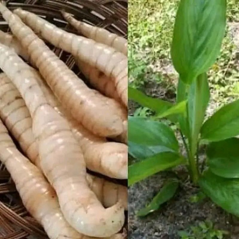 Jual BIBIT UMBI GARUT/IRUT PERPOHON | Shopee Indonesia