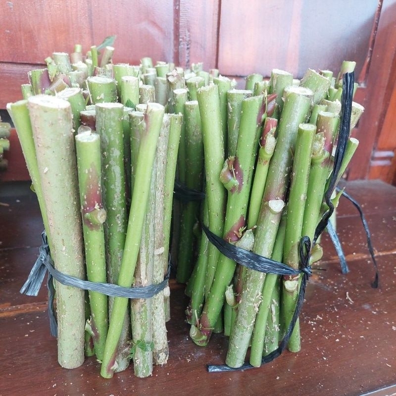 Jual bibit telo papua isi 40 stek | Shopee Indonesia