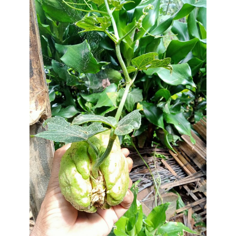 Jual Bibit lejet atau waluh siam per5 | Shopee Indonesia