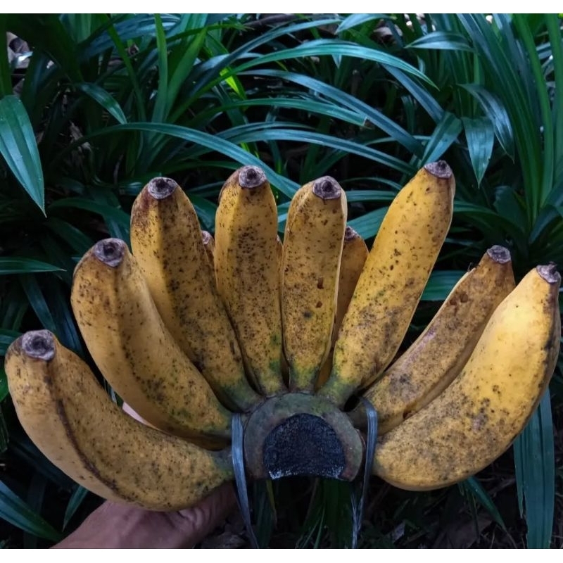 Jual Pisang Raja Manis Pulen 1 Sisir | Shopee Indonesia