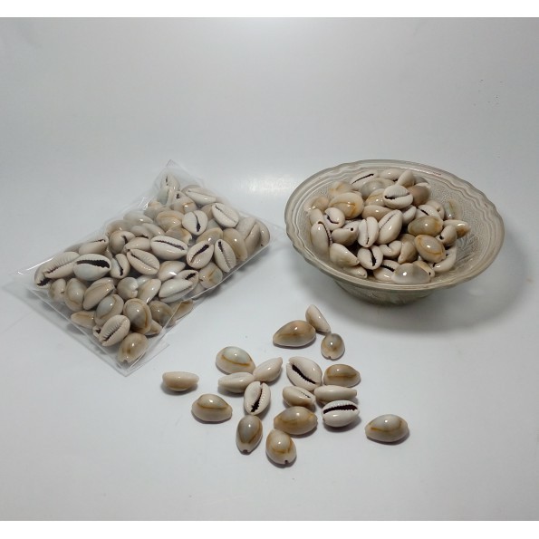 Jual Biji congklak Kuwuk asli kerang Besar BAGUS original 100 gram ...