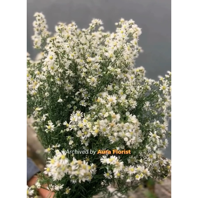 Jual Bunga Pikok Potong Segar Warna Putih | Shopee Indonesia