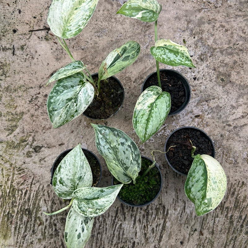 Jual Scindapsus Peasun Variegata | Shopee Indonesia