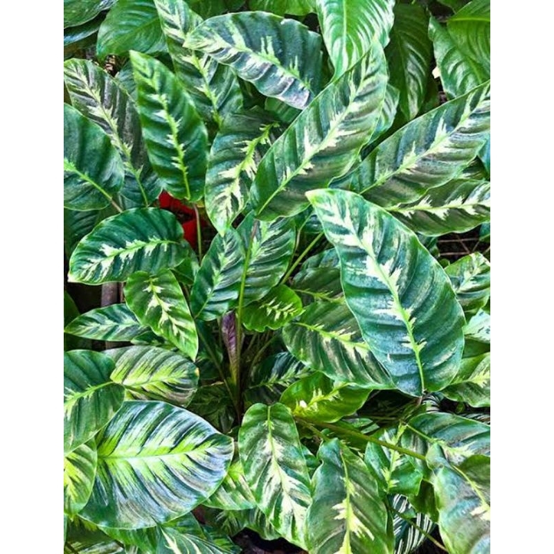 Jual 4 POHON Tanaman Hias Calathea Louisae – Daun Unik Motif Cantik ...