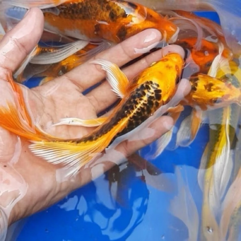 Jual koi metalic selayer (COD) | Shopee Indonesia