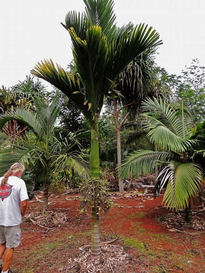 Jual Benih Langka / Biji Palem / Palm Seed: Areca hutchinsoniana ...