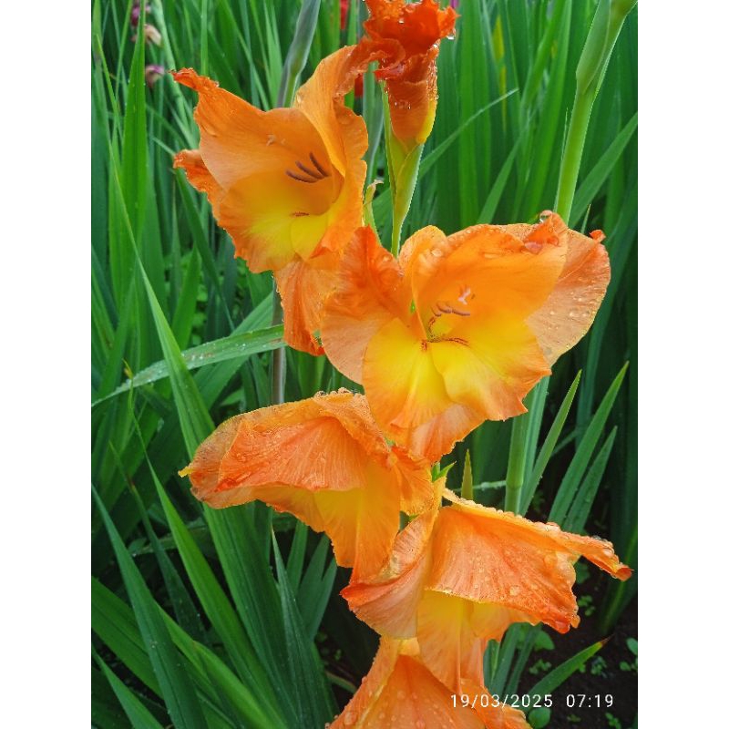 Jual umbi bunga gladiol holand/radiul aneka macam warna siap tanam ...