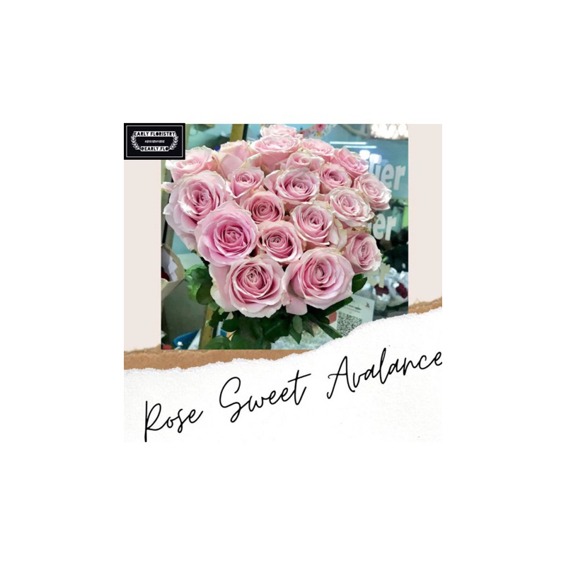 Jual Mawar Segar Potong Satuan | Shopee Indonesia