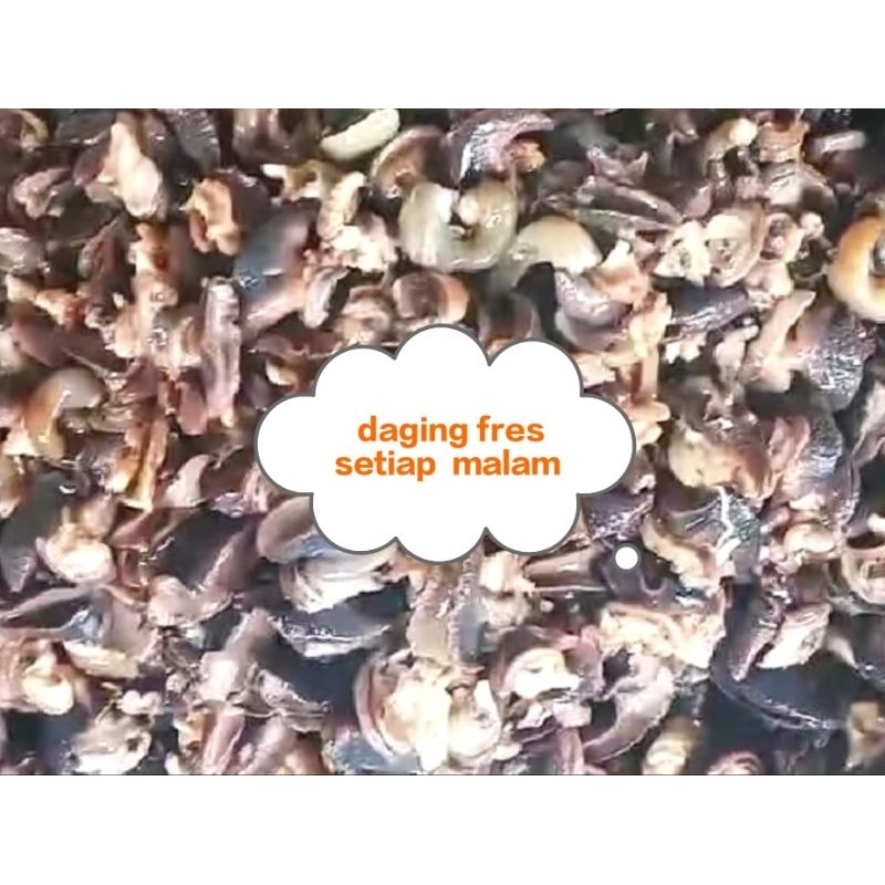 Jual 3 kilo daging bekicot bersih | Shopee Indonesia