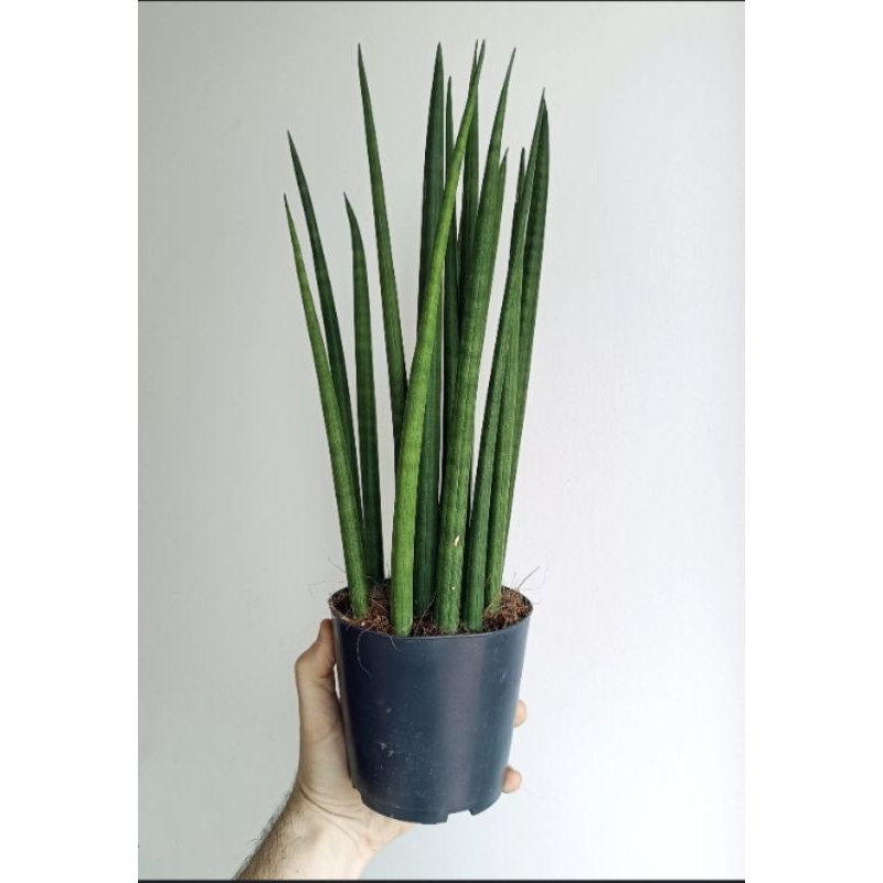 Jual SANSEVIERIA CYLINDRICA, BUNGA SANSEVIERIA CYLINDRICA, LIDAH MERTUA ...