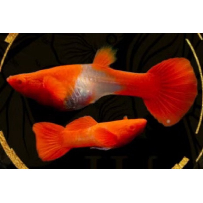 Jual Stiker Guppy abino koi red ear no cod | Shopee Indonesia