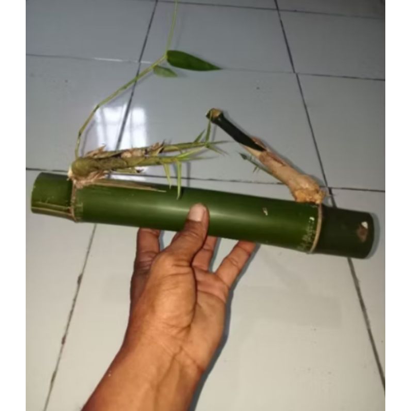 Jual bambu petuk asli dari alam Purwo | Shopee Indonesia