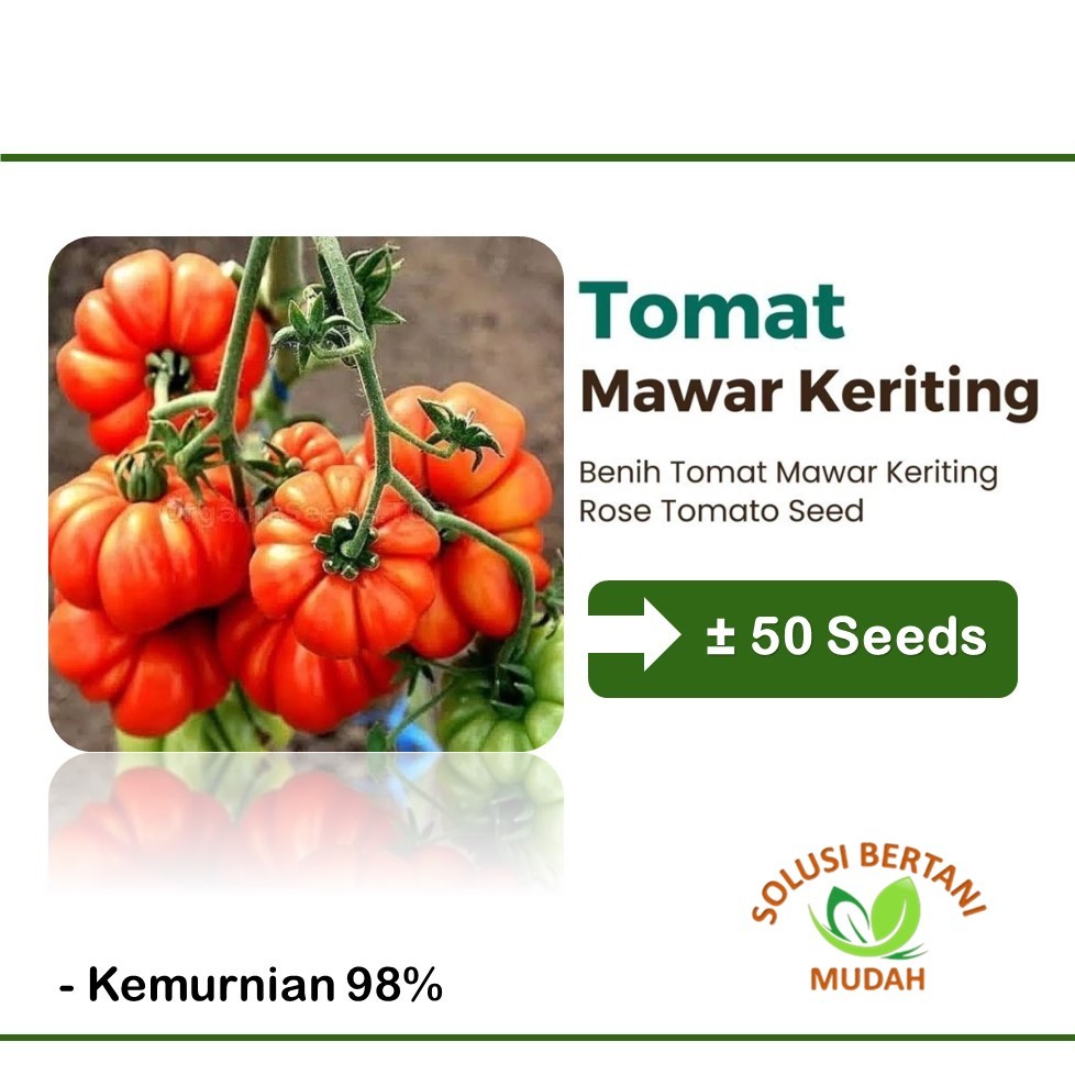 Jual 50 Biji - Bibit Benih Tomat Mawar Keriting Unggul | Shopee Indonesia