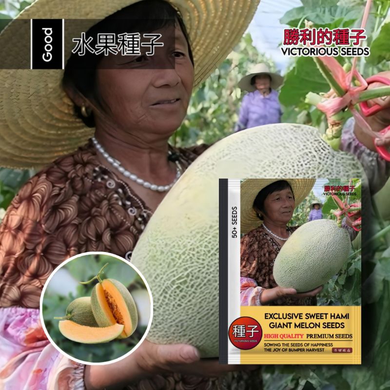 Jual 1 Pak 50 Butir Benih Melon Raksasa Sweet Hami F1 Kemasan Import ...