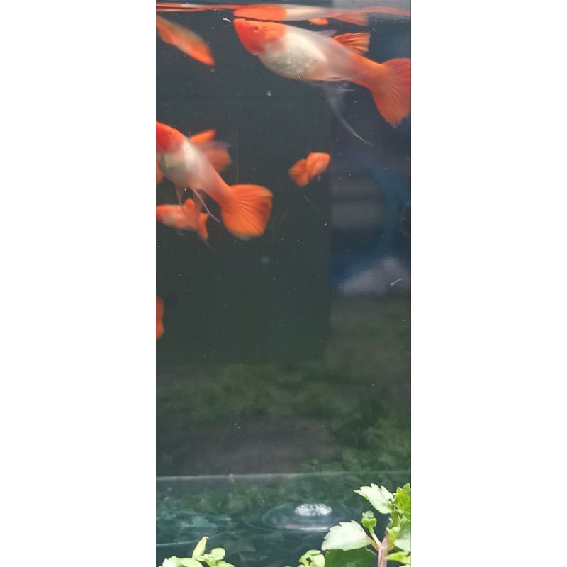 Jual guppy albino koi ribbon long ear gen red ear, guppy koi ribbon ...