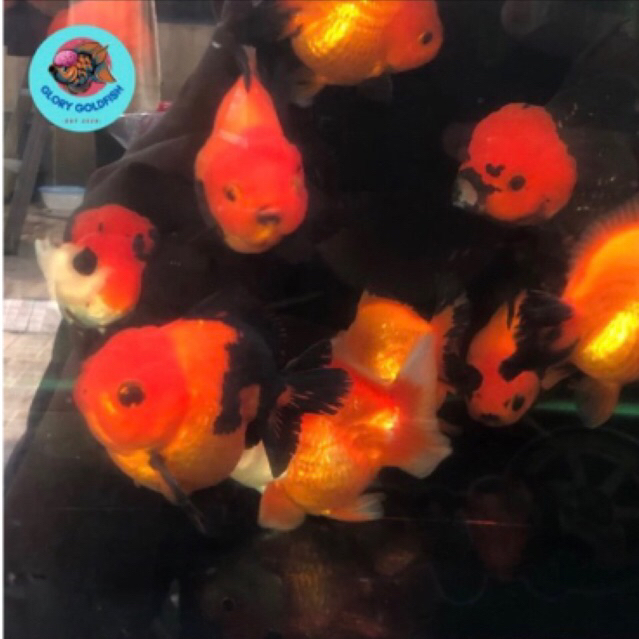 Jual Ikan Mas Koki Oranda Rose Tail Short Body Black Gold HIGH QUALITY ...