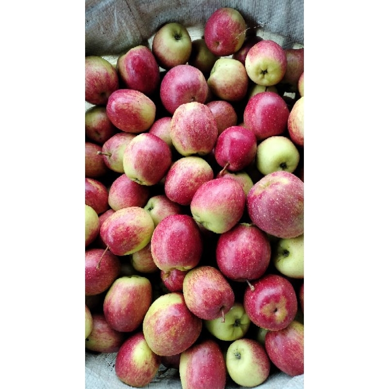 Jual Apel ana 1 kg | Shopee Indonesia